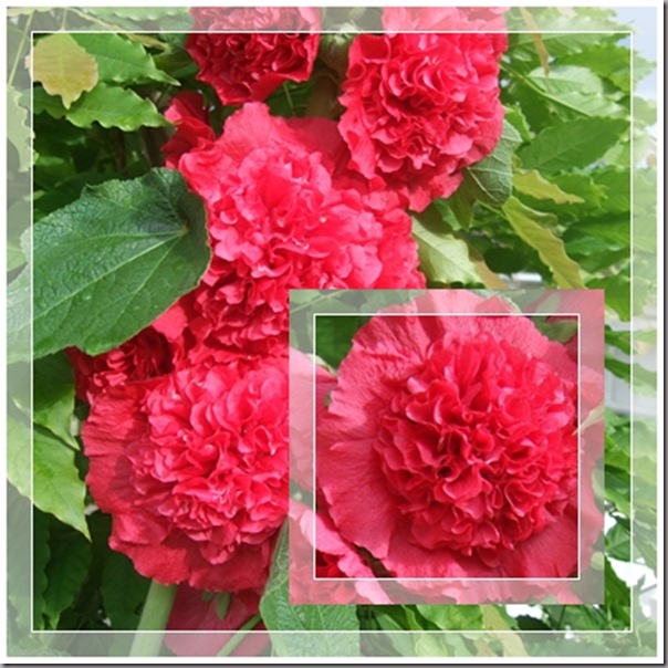 Hageliv og hagedesign: Alcea rosea - stokkrose